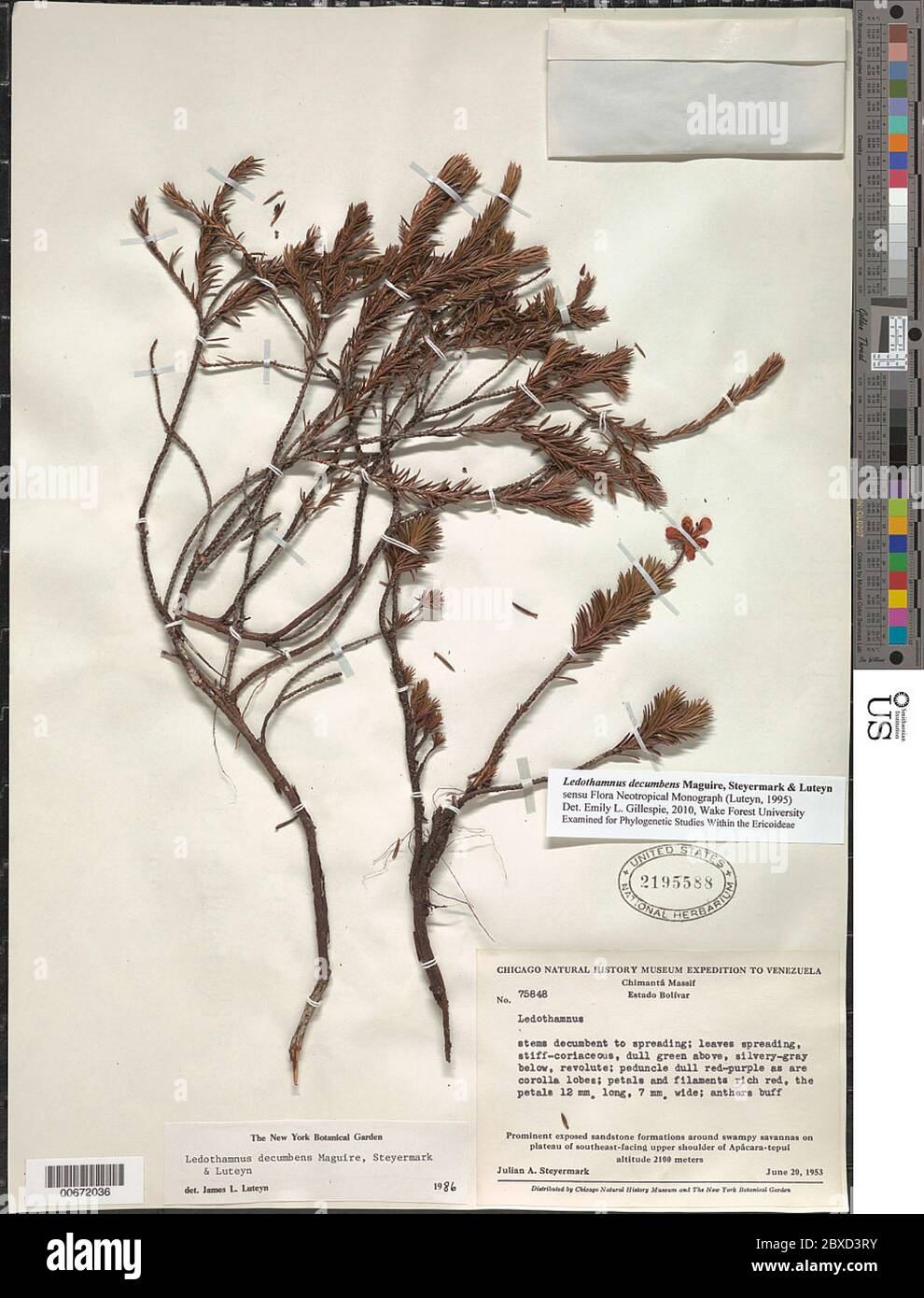 Ledothamnus decumbens Maguire et al Ledothamnus decumbens Maguire et al ...