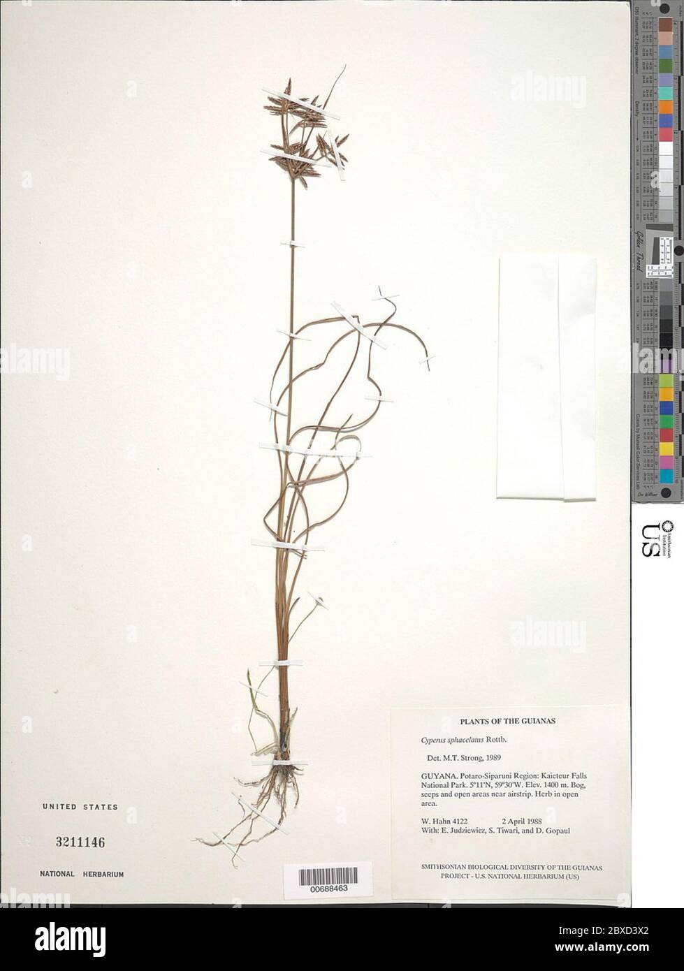 Cyperus sphacelatus Rottb Cyperus sphacelatus Rottb Stock Photo - Alamy