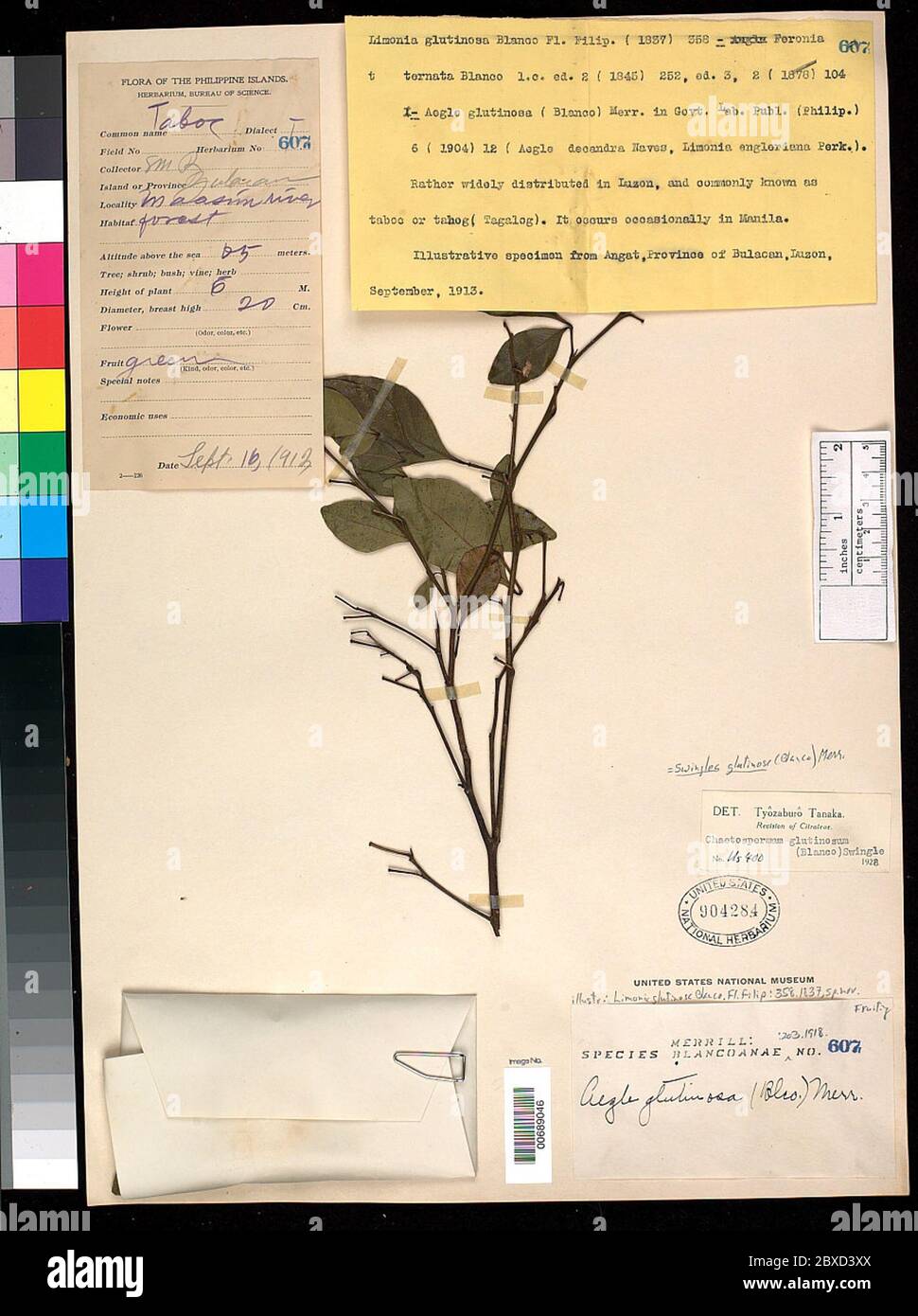 Swinglea glutinosa hi-res stock photography and images - Alamy