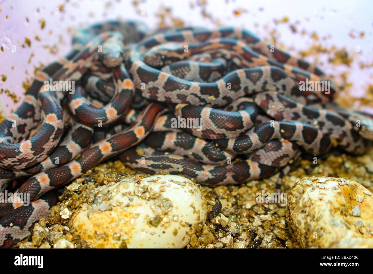 Cornsnake hi-res stock photography and images - Alamy