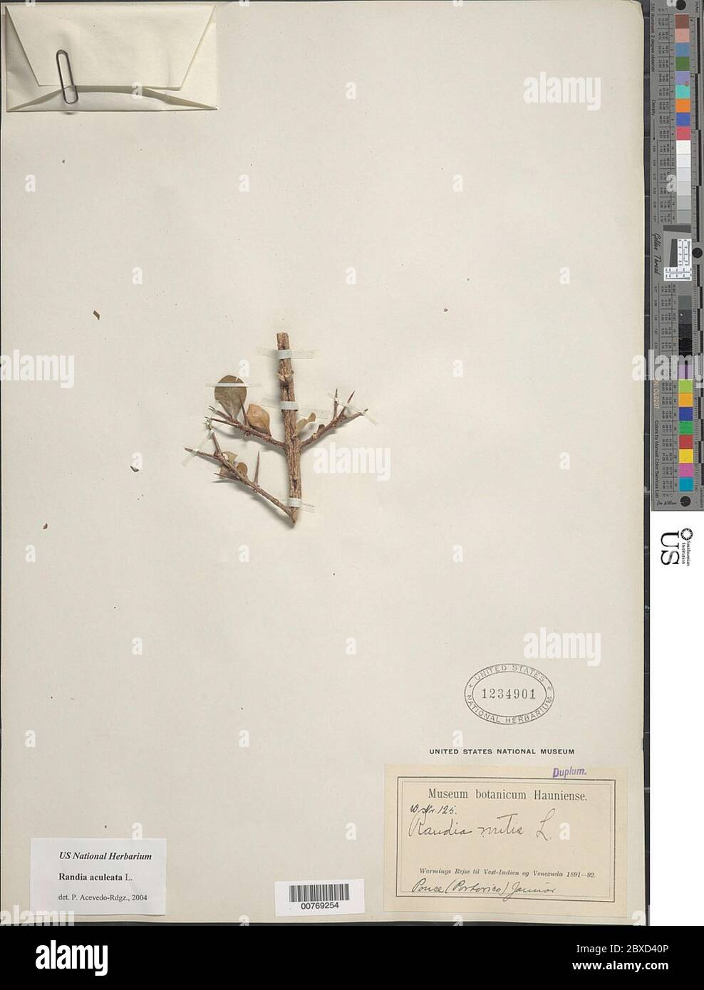 Randia aculeata hi-res stock photography and images - Alamy