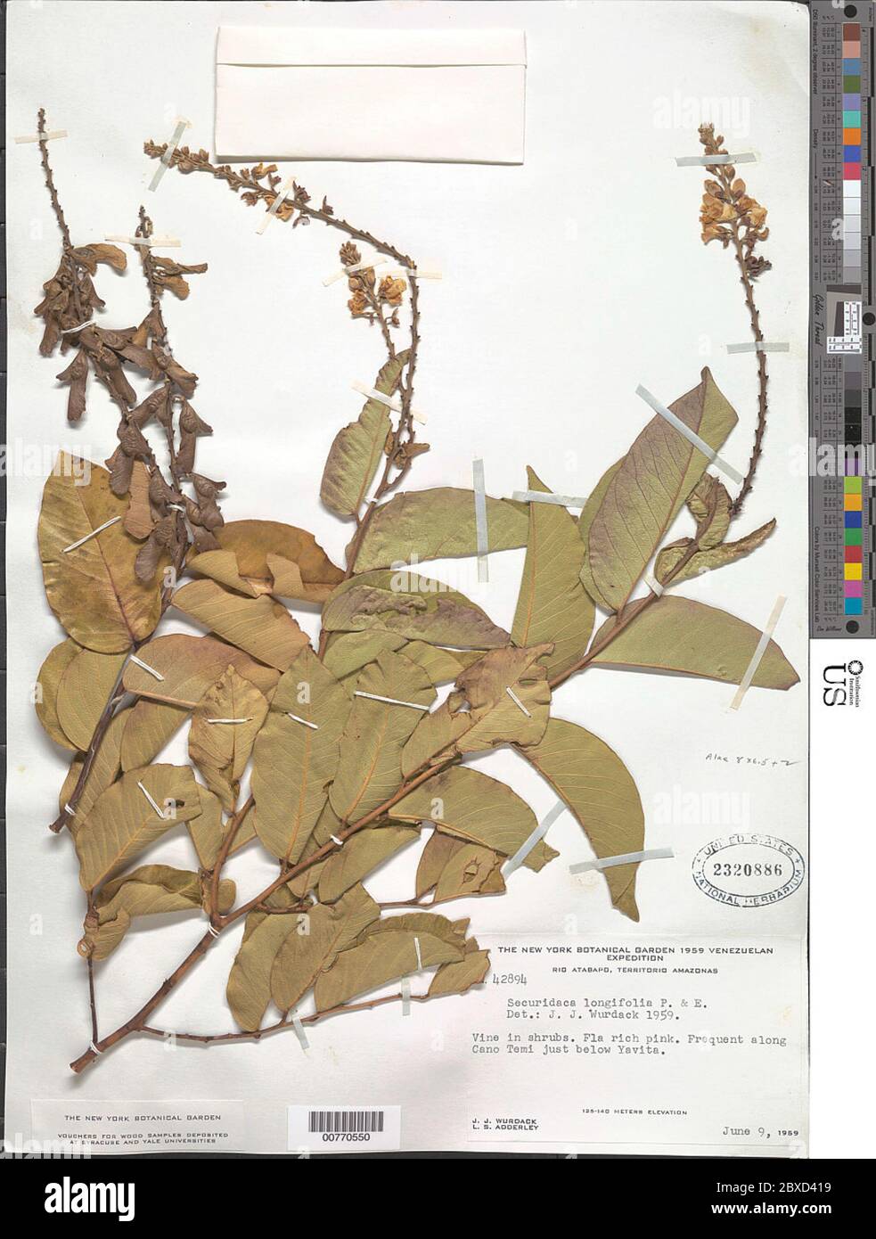 Securidaca longifolia Poepp Securidaca longifolia Poepp Stock Photo - Alamy