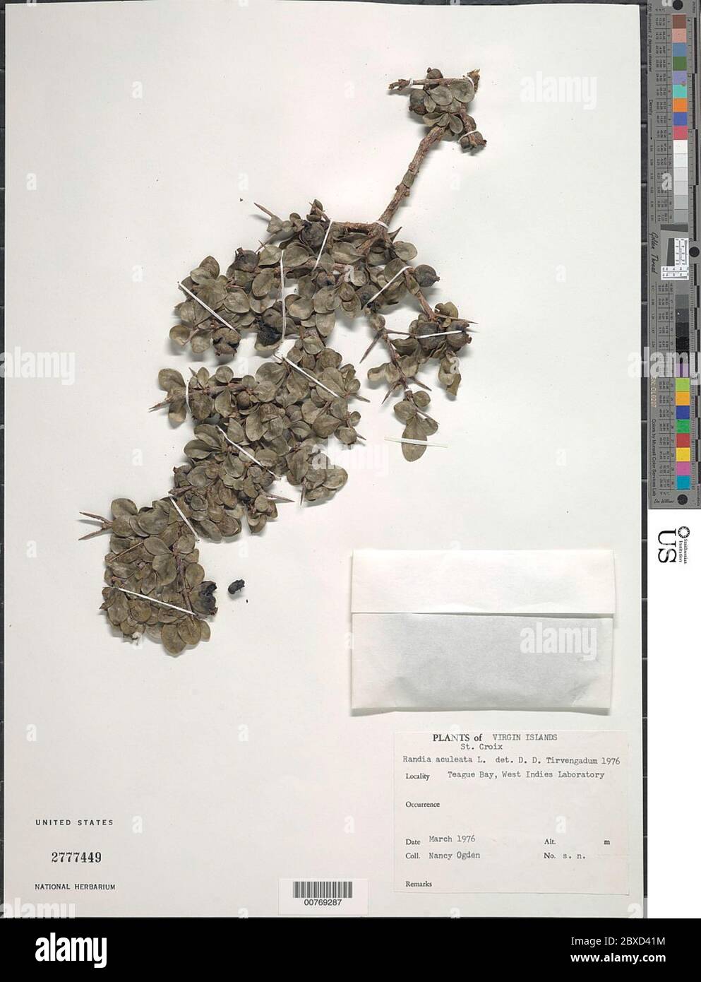 Randia aculeata hi-res stock photography and images - Alamy