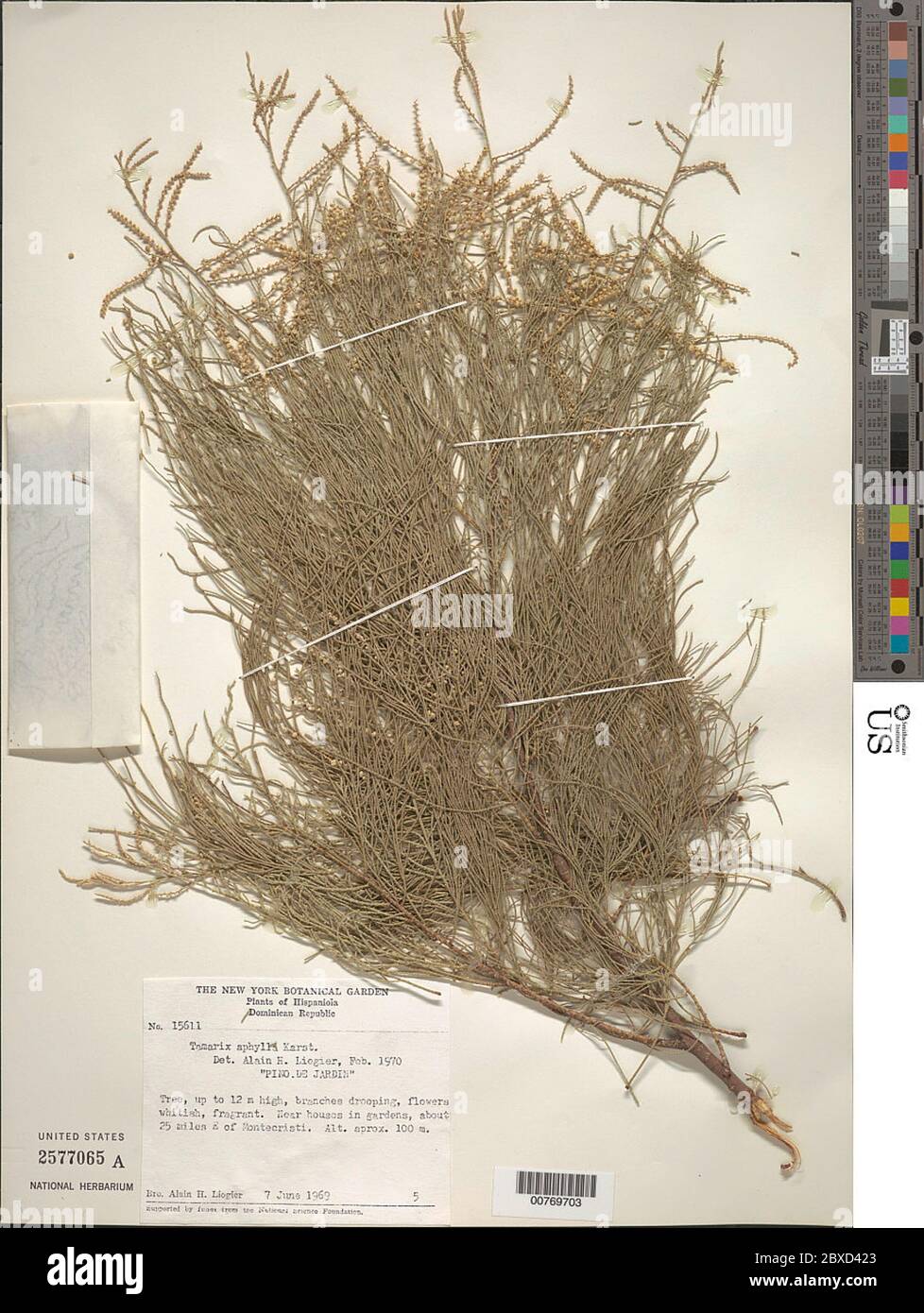 Tamarix aphylla hi-res stock photography and images - Alamy