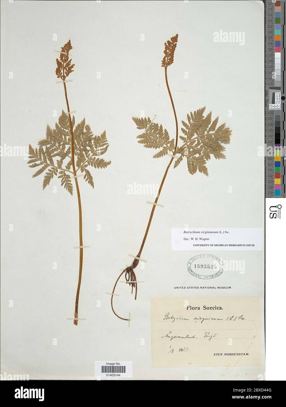 Botrychium Virginianum