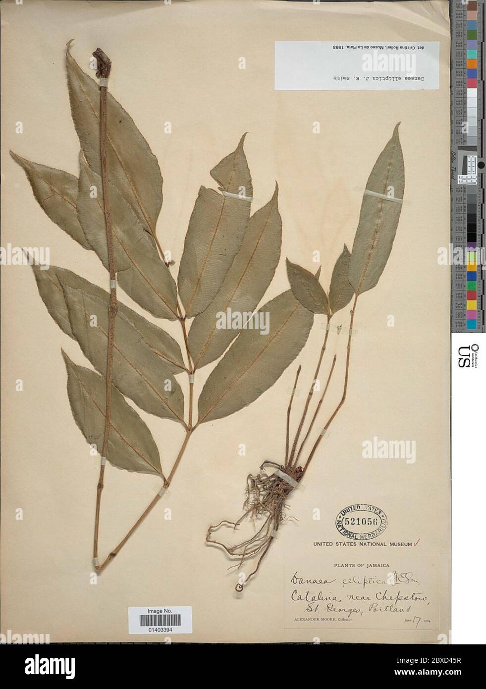 Danaea elliptica Sm subsp elliptica Danaea elliptica Sm subsp elliptica ...