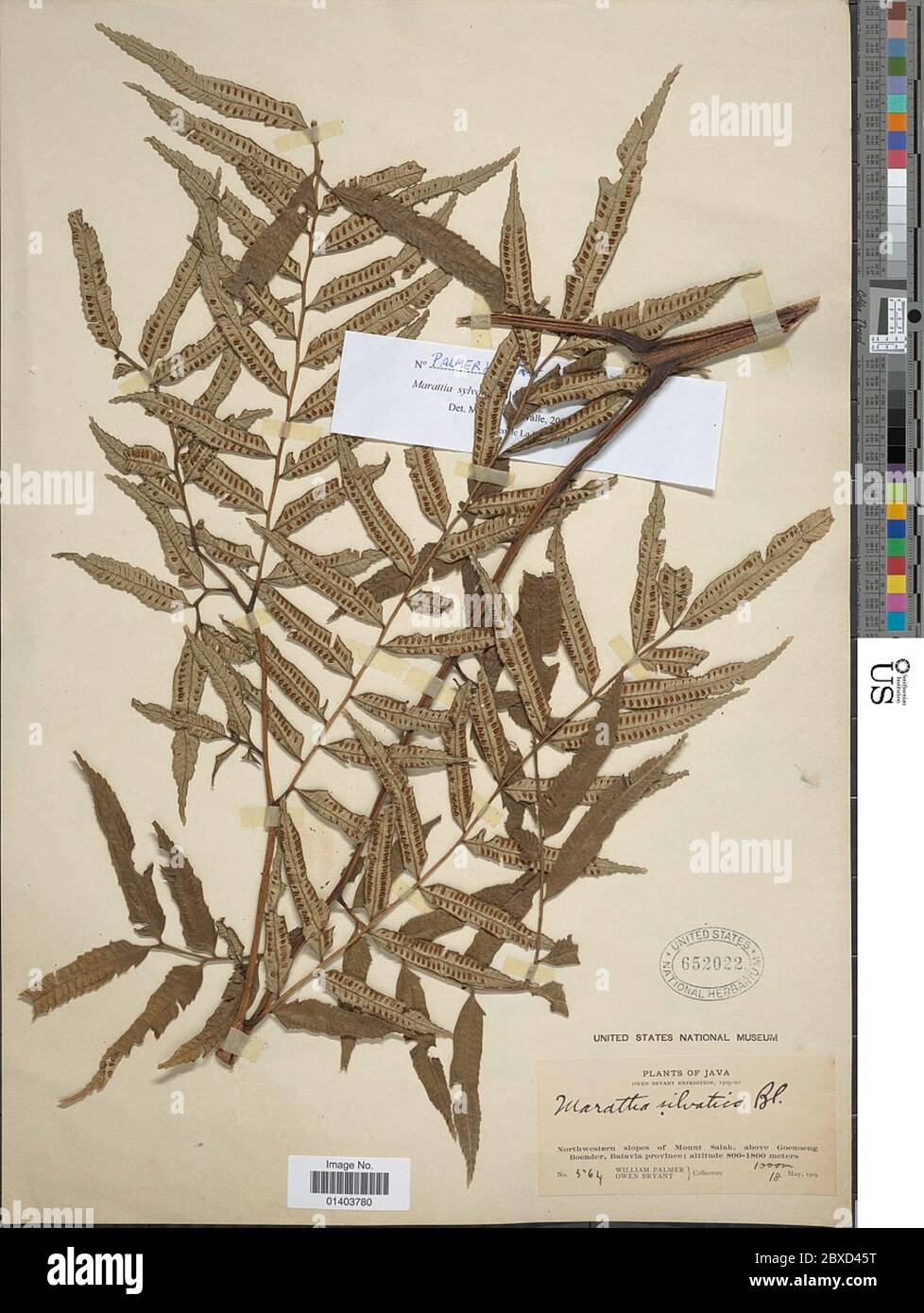 Ptisana sylvatica Blume Murdock Ptisana sylvatica Blume Murdock Stock ...