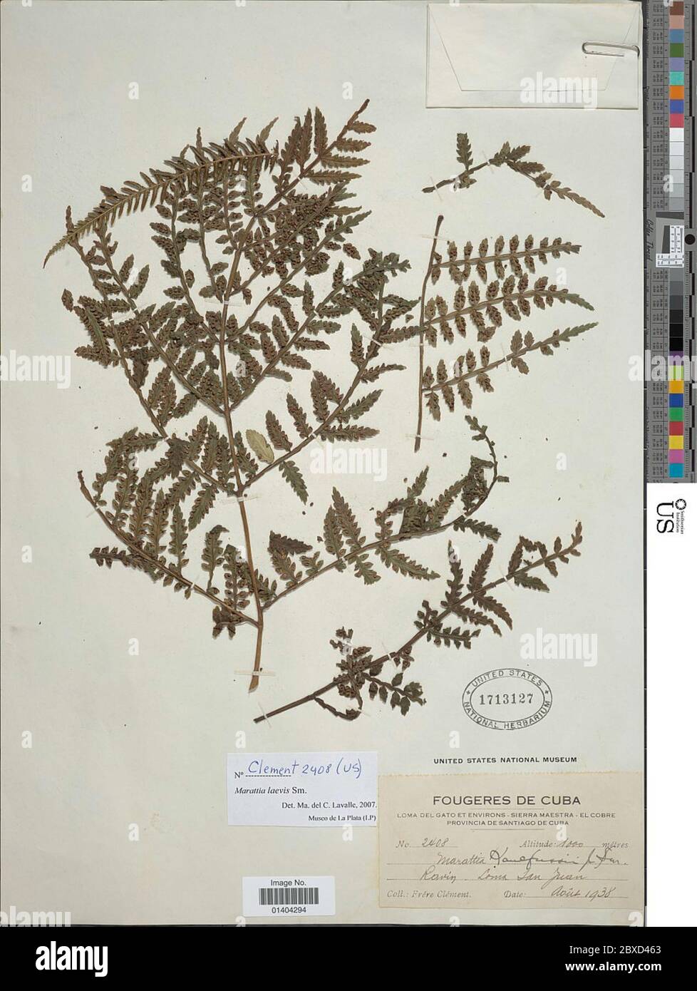 Marattia laevis hi-res stock photography and images - Alamy