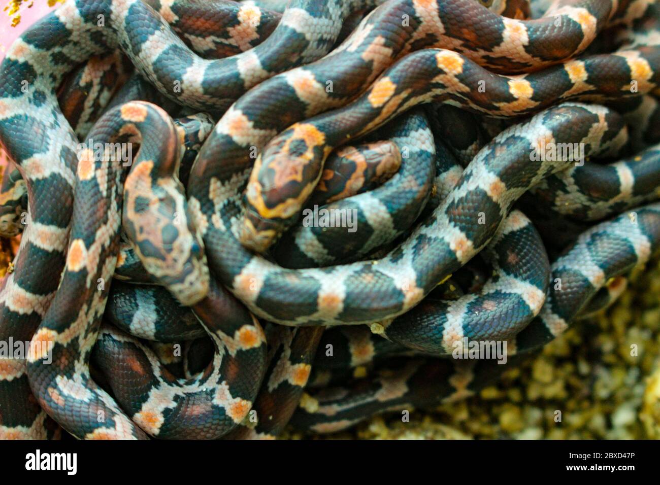 Baby Corn Snakes Hatching