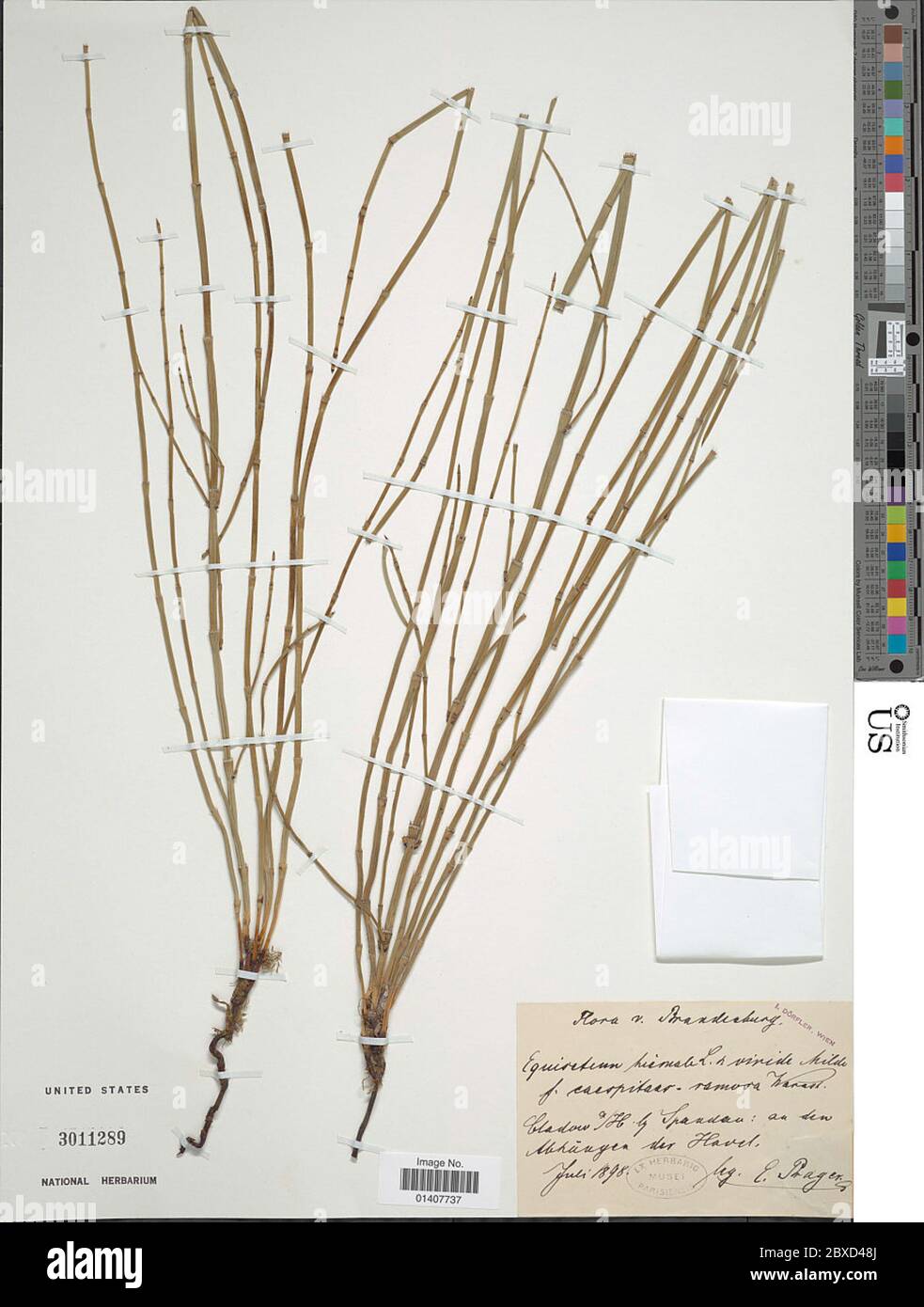 Equisetum hyemale L Equisetum hyemale L Stock Photo - Alamy