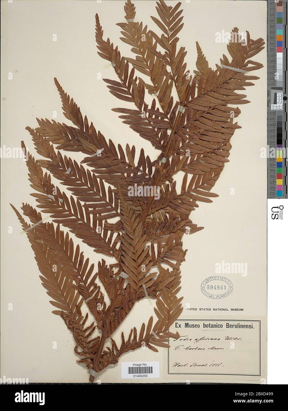 Todea barbara T Moore Todea barbara T Moore Stock Photo - Alamy