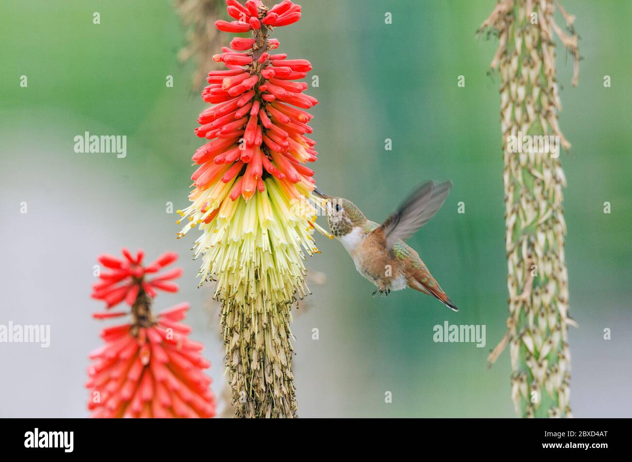 A Rufous Hummingbird gets nectar from a torch lily plant in a community ...