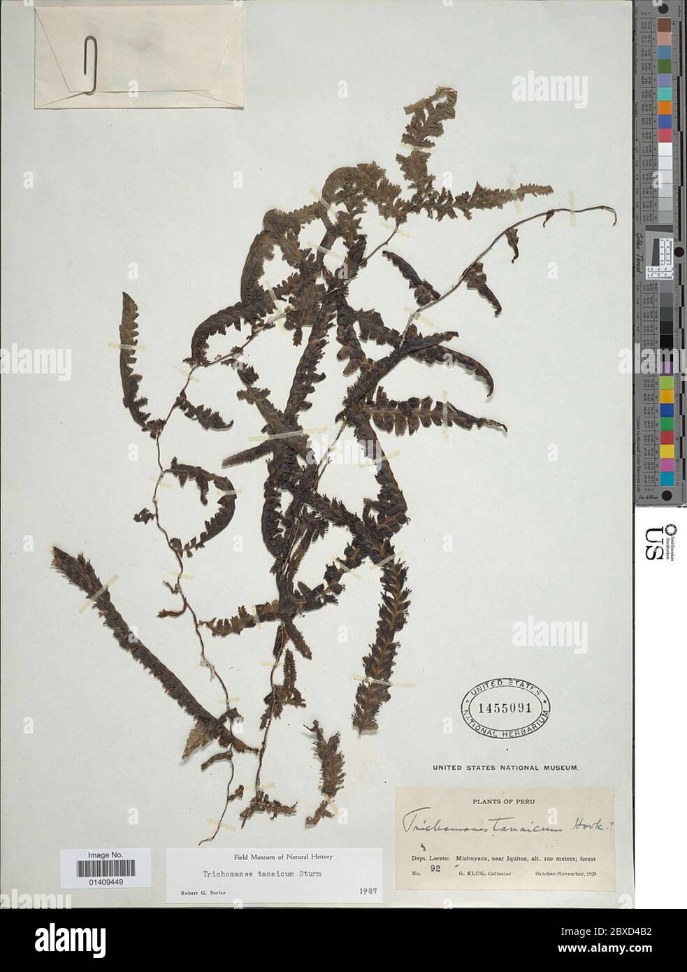 Trichomanes tanaicum Hook ex JW Sturm Trichomanes tanaicum Hook ex JW ...