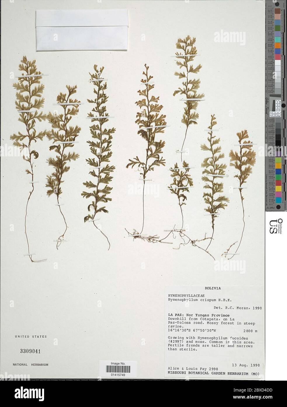 Hymenophyllum crispum HBK Hymenophyllum crispum HBK Stock Photo - Alamy
