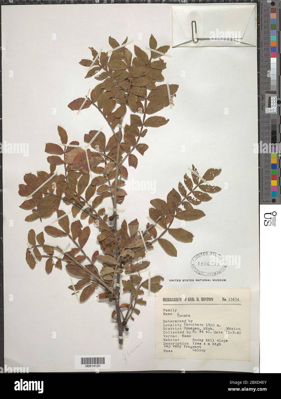 Bursera sp Bursera sp Stock Photo - Alamy