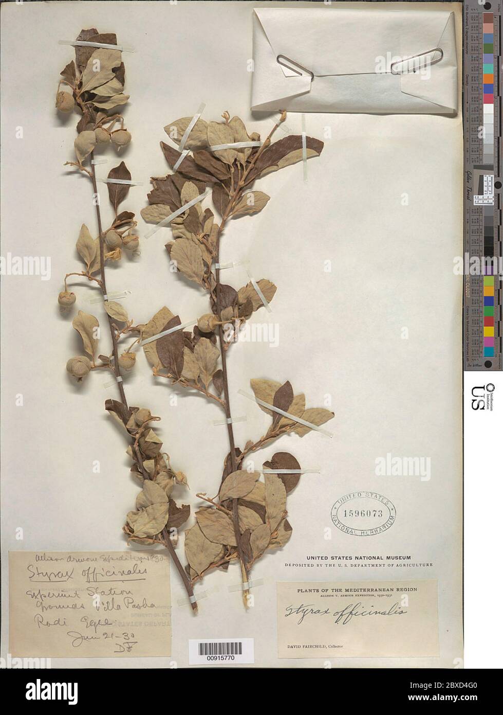 Styrax officinalis L Styrax officinalis L Stock Photo - Alamy