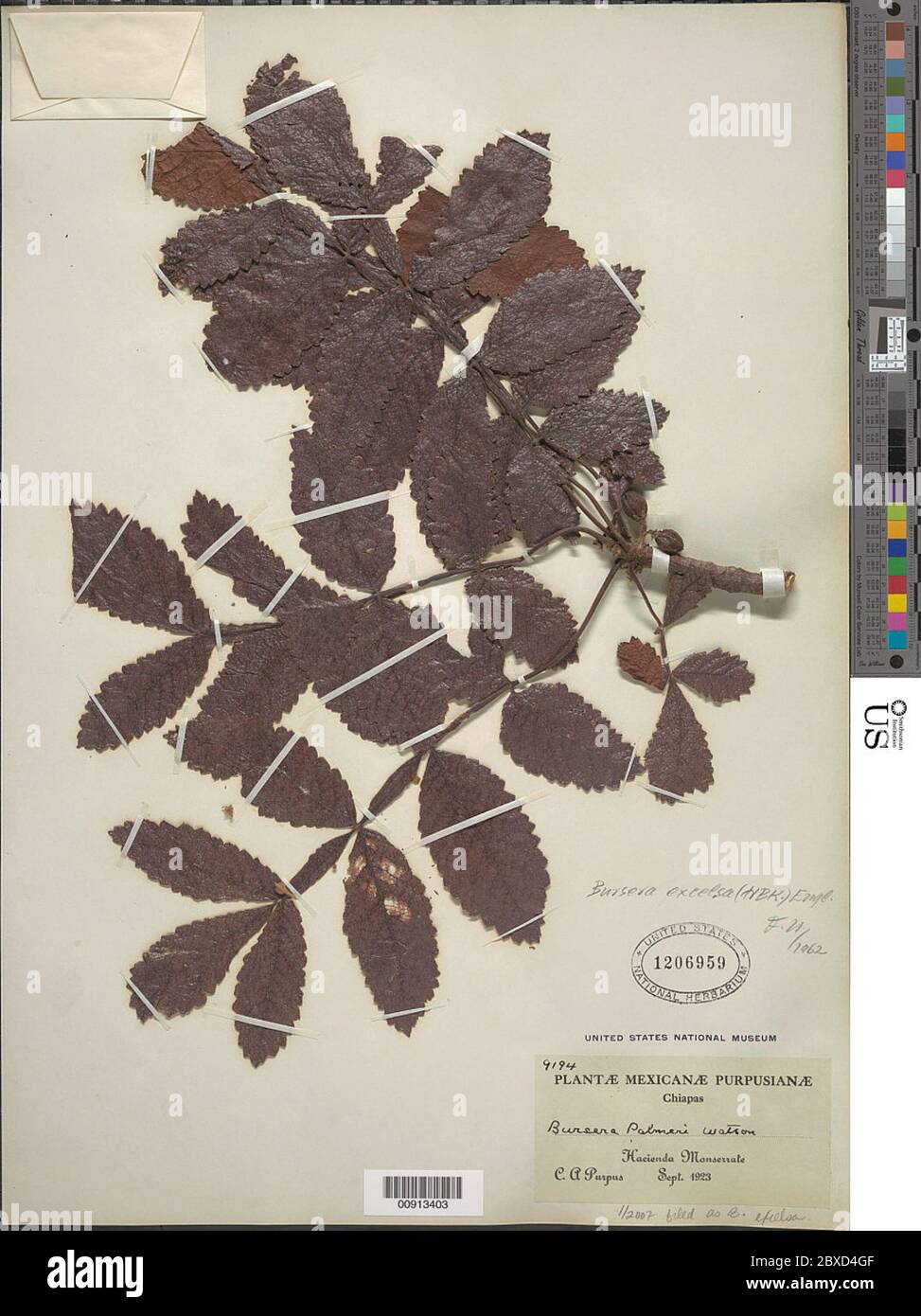 Engl bursera hi-res stock photography and images - Alamy