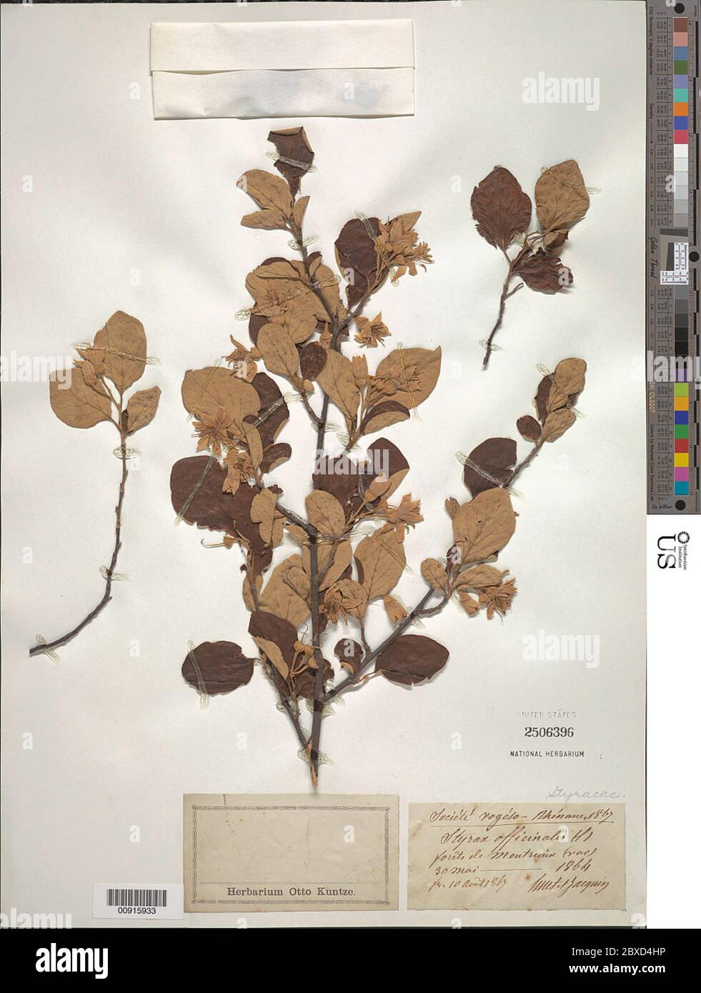 Styrax officinalis hi-res stock photography and images - Alamy