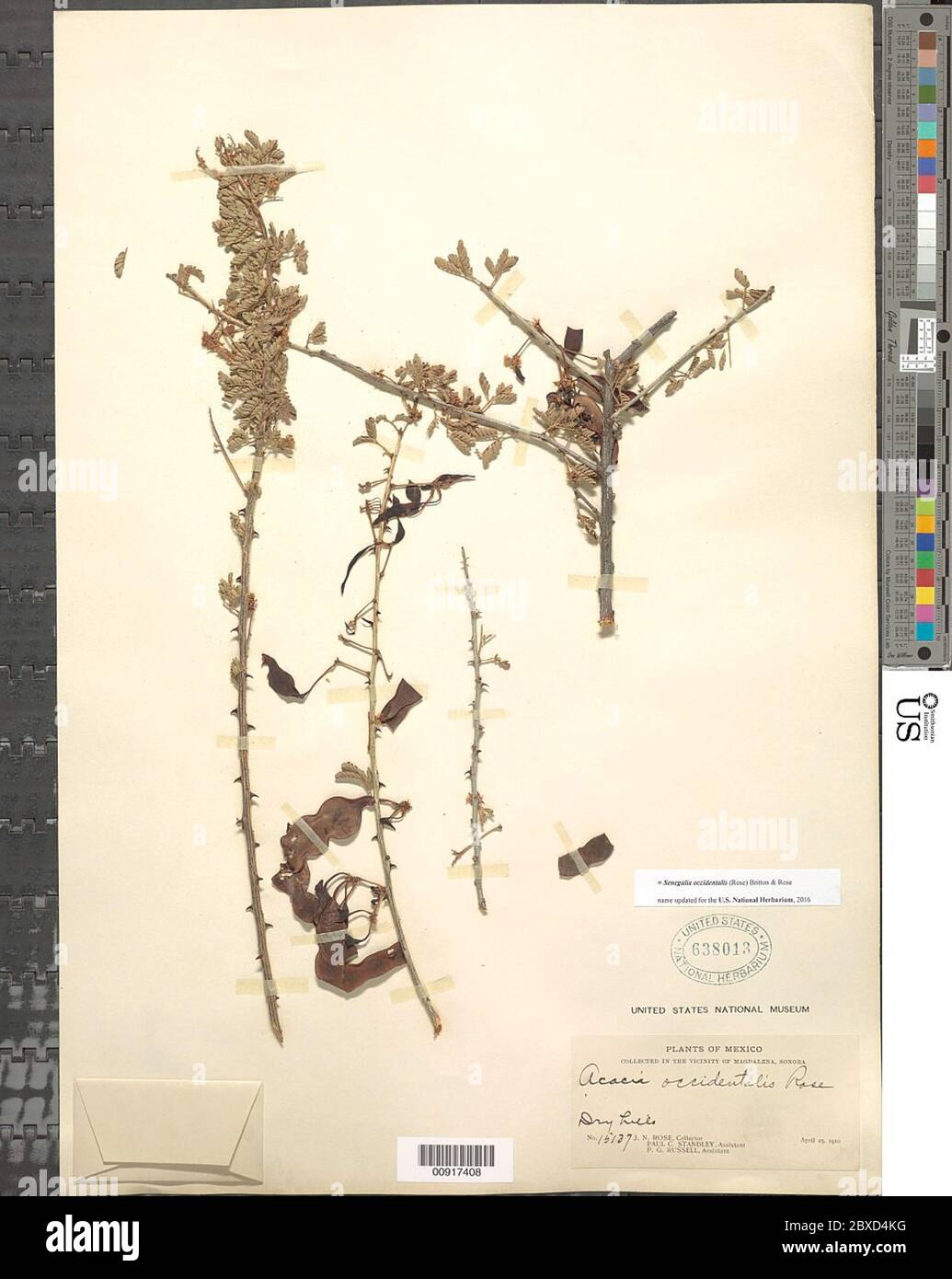 Senegalia occidentalis Rose Britton Rose Senegalia occidentalis Rose ...