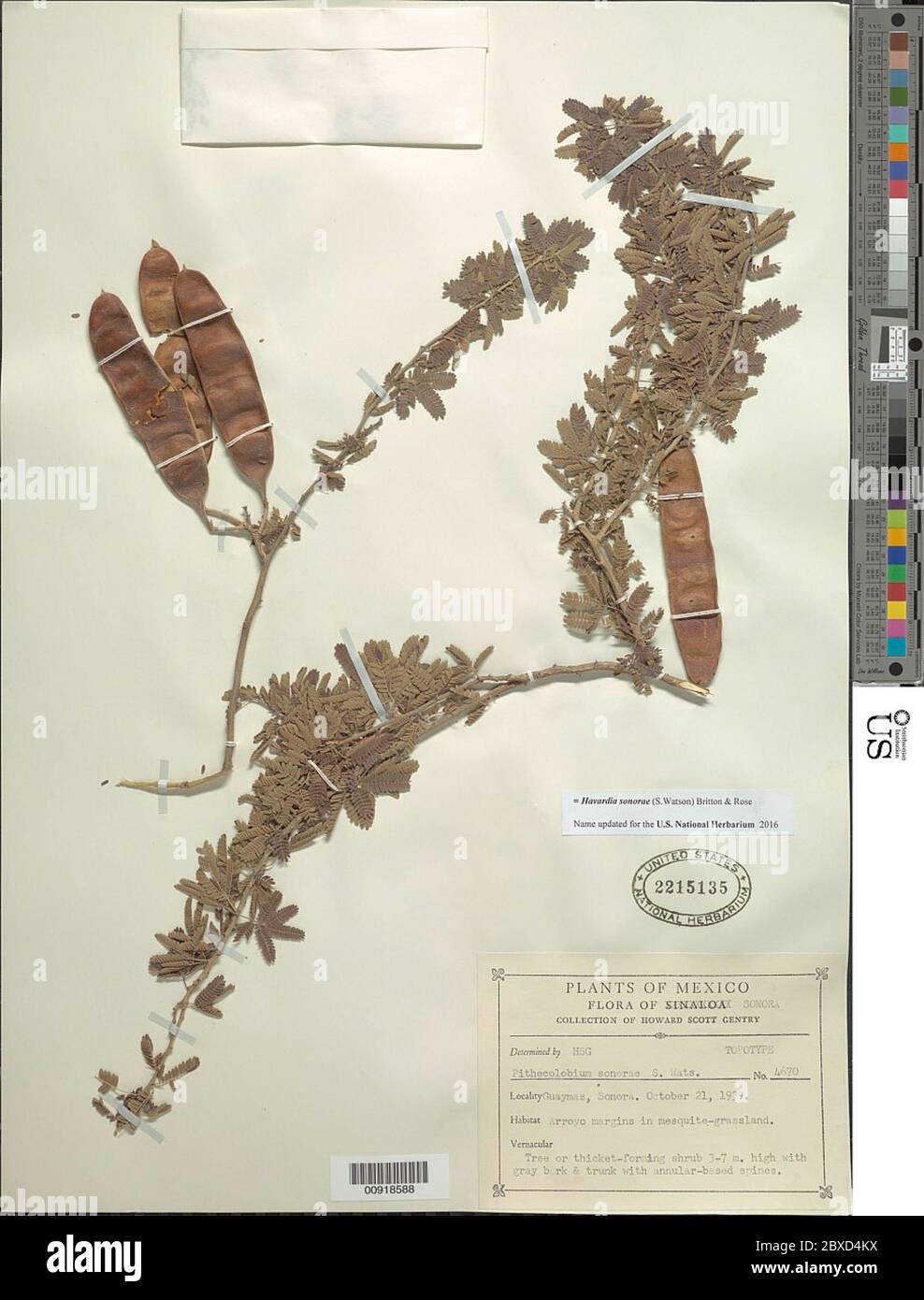 Havardia sonorae S Watson Britton Rose Havardia sonorae S Watson ...