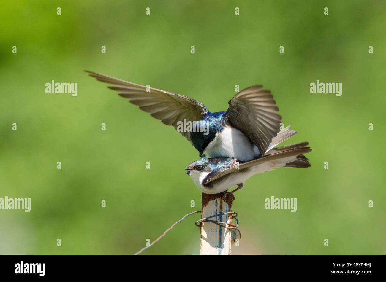 A male tree swallow mounts a female swallow as the pair mate in a park ...