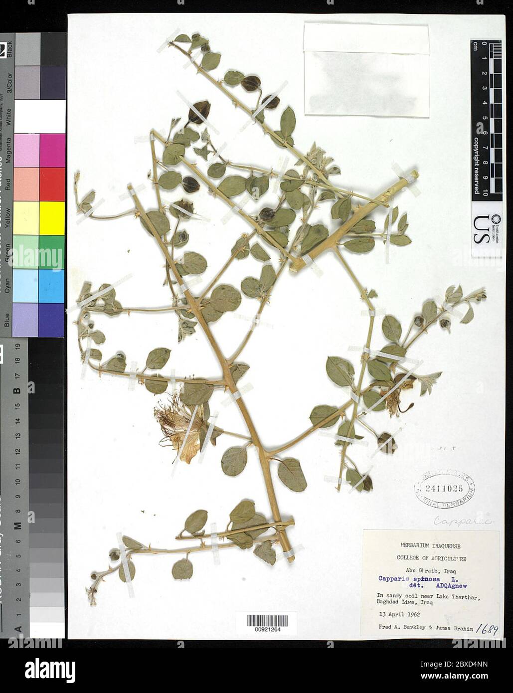 Capparis spinosa L Capparis spinosa L Stock Photo - Alamy