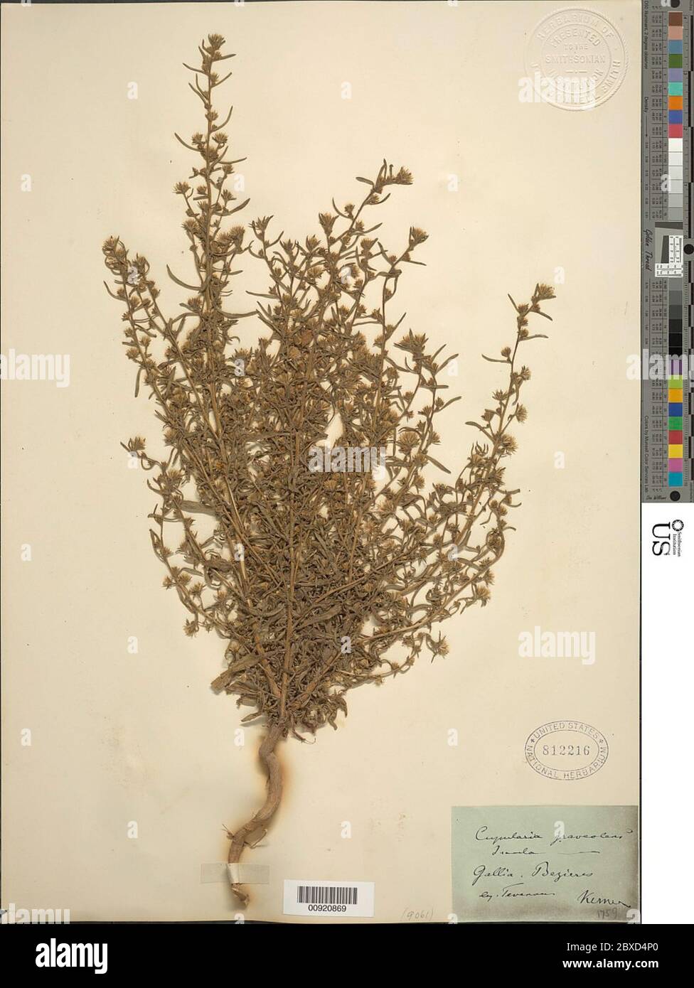 Inula graveolens hi-res stock photography and images - Alamy