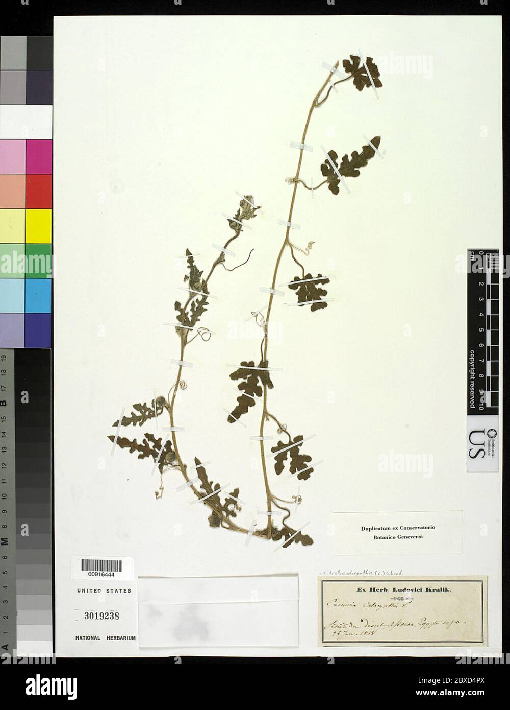 Citrullus vulgaris Schrad Citrullus vulgaris Schrad Stock Photo - Alamy