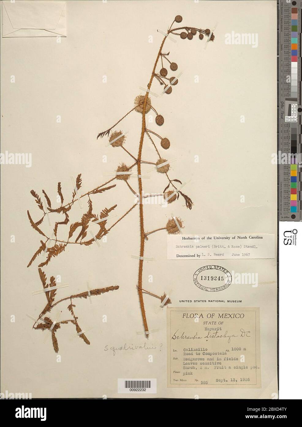 Schrankia palmeri Britton Standl Schrankia palmeri Britton Standl Stock ...