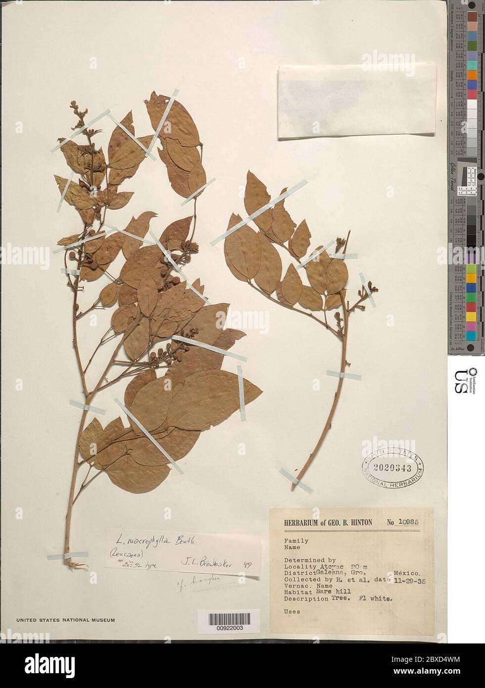 Leucaena macrophylla Benth Leucaena macrophylla Benth Stock Photo - Alamy