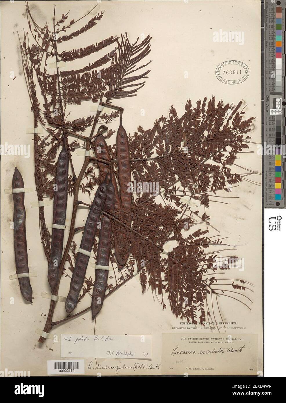 Leucaena pallida Britton Rose Leucaena pallida Britton Rose Stock Photo ...