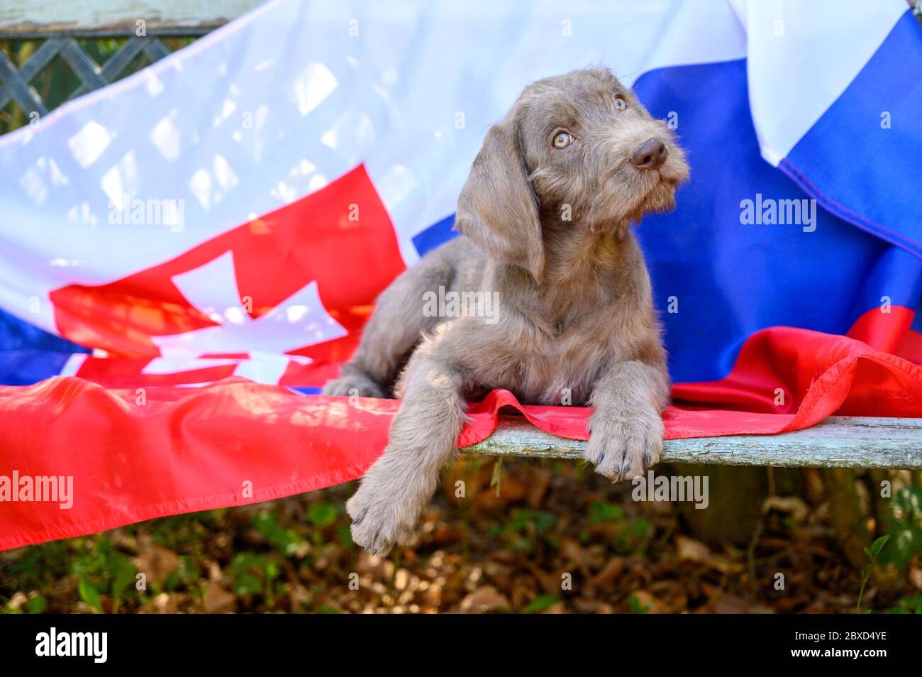Grey-haired puppy with the Slovak flag. The puppy is of the breed ...