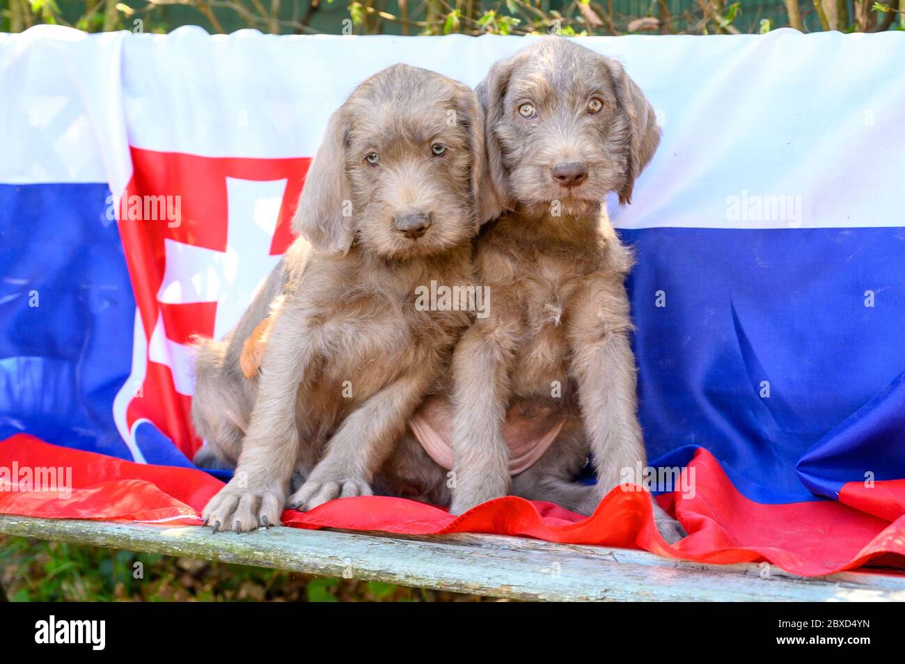 Grey-haired puppies with the Slovak flag. The puppies are of the breed ...