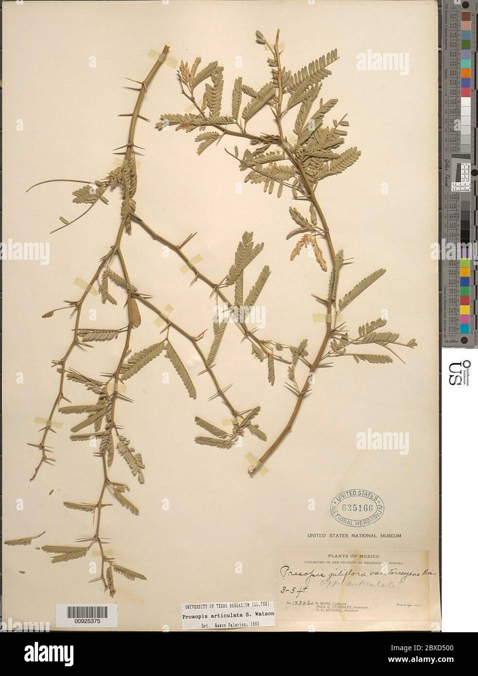 Prosopis articulata S Watson Prosopis articulata S Watson Stock Photo ...