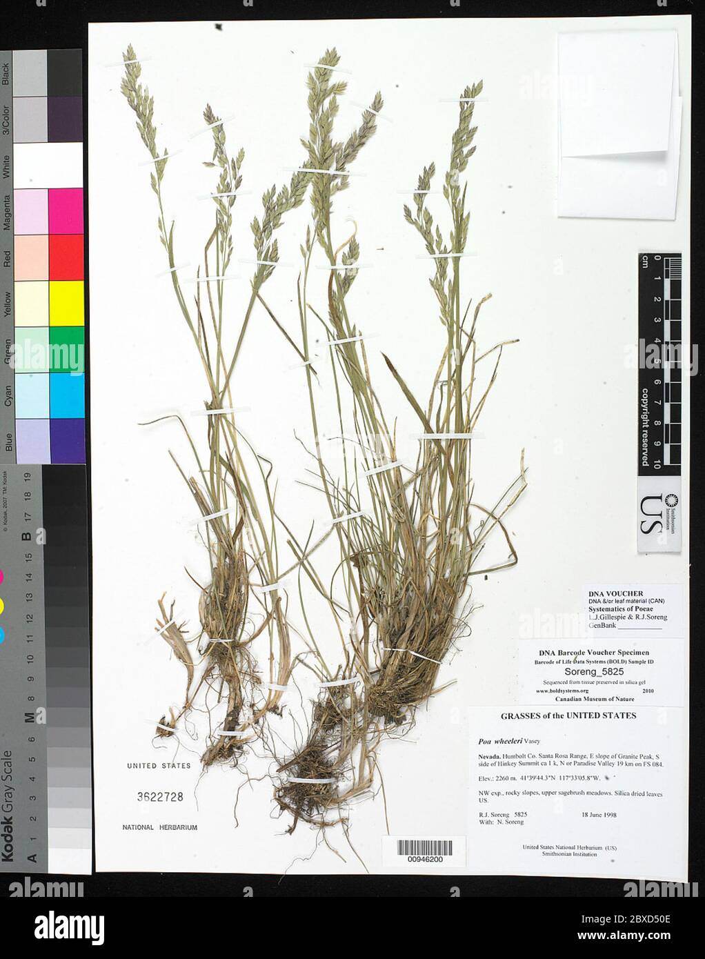 Poa wheeleri hi-res stock photography and images - Alamy