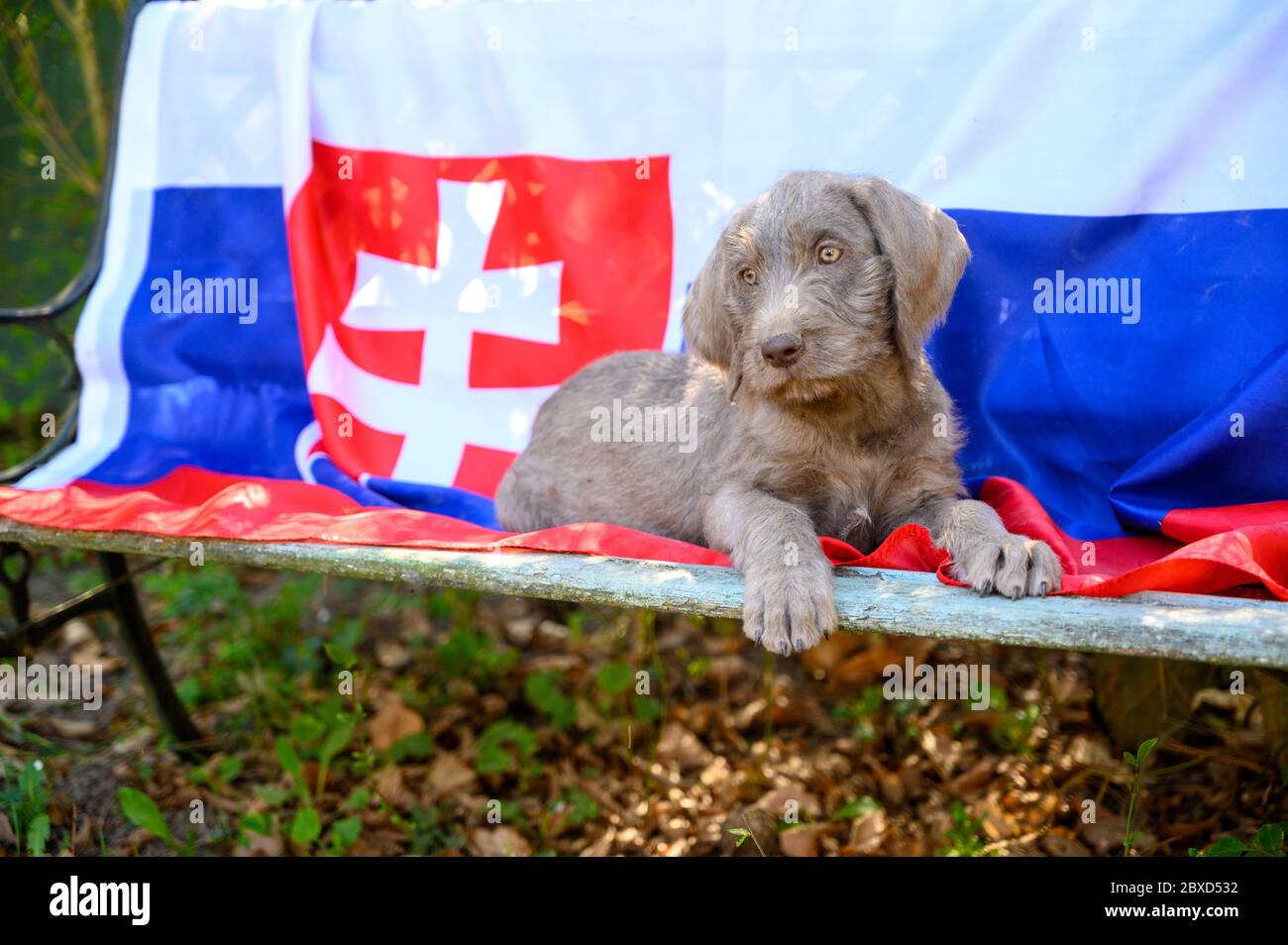 Grey-haired puppy with the Slovak flag. The puppy is of the breed ...