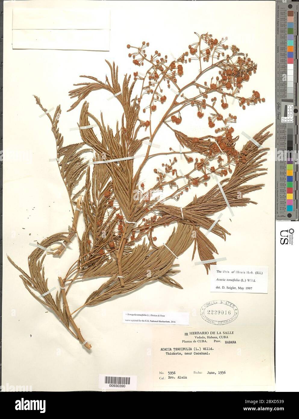 Senegalia tenuifolia L Britton Rose Senegalia tenuifolia L Britton Rose ...