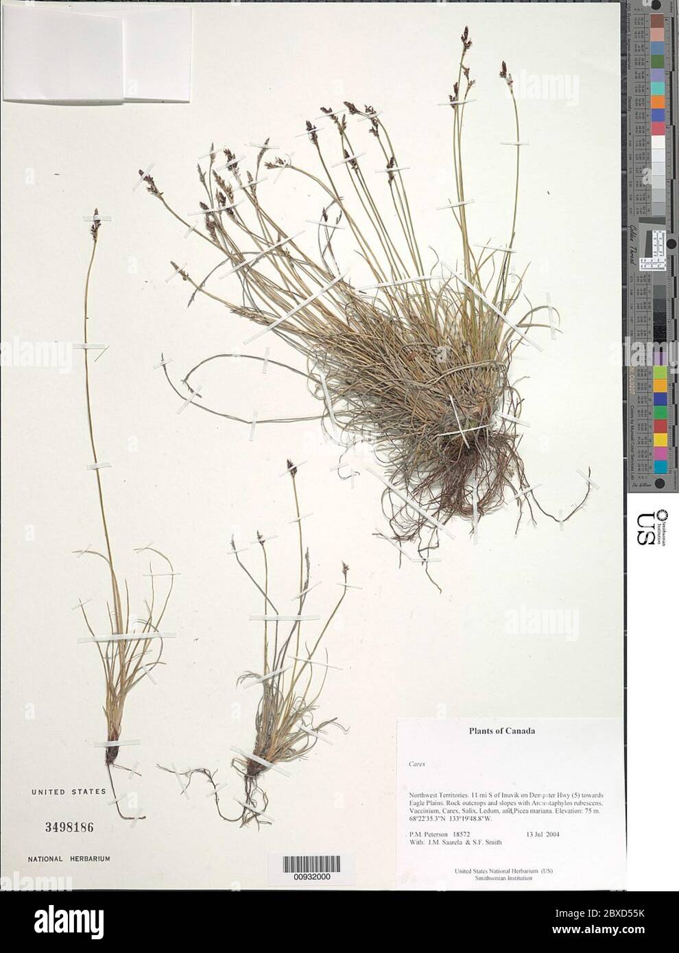 Carex sp Carex sp Stock Photo - Alamy