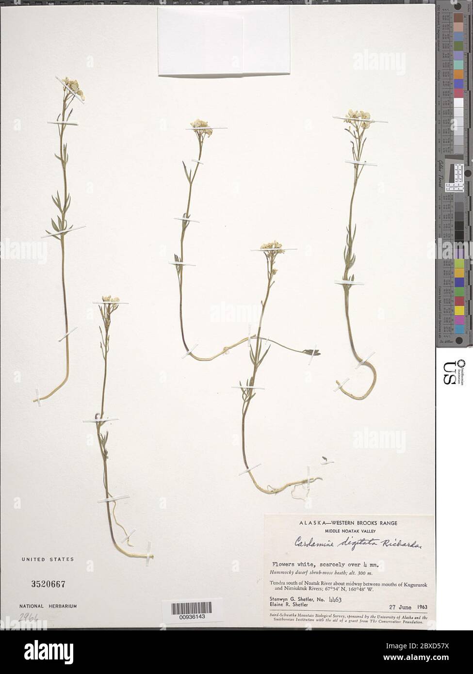 Cardamine digitata Richardson Cardamine digitata Richardson Stock Photo ...