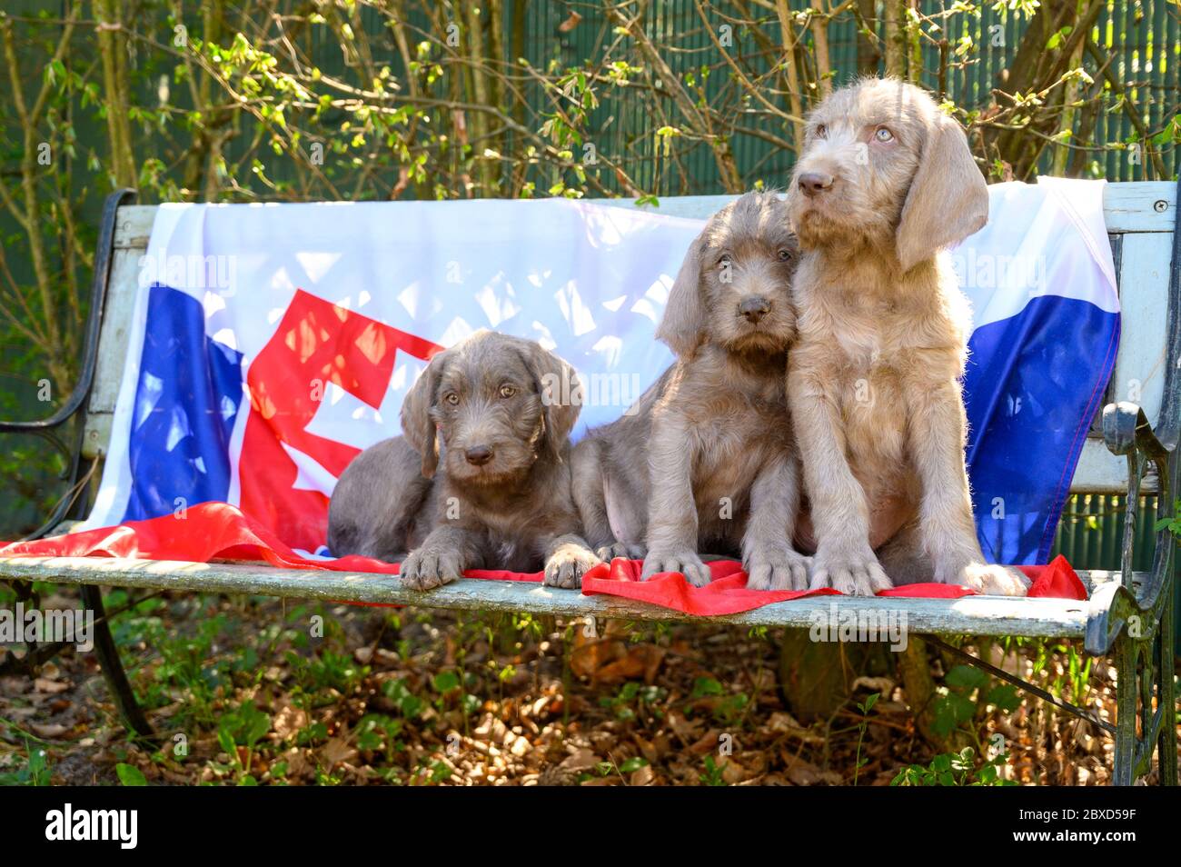 Grey-haired puppies with the Slovak flag. The puppies are of the breed ...