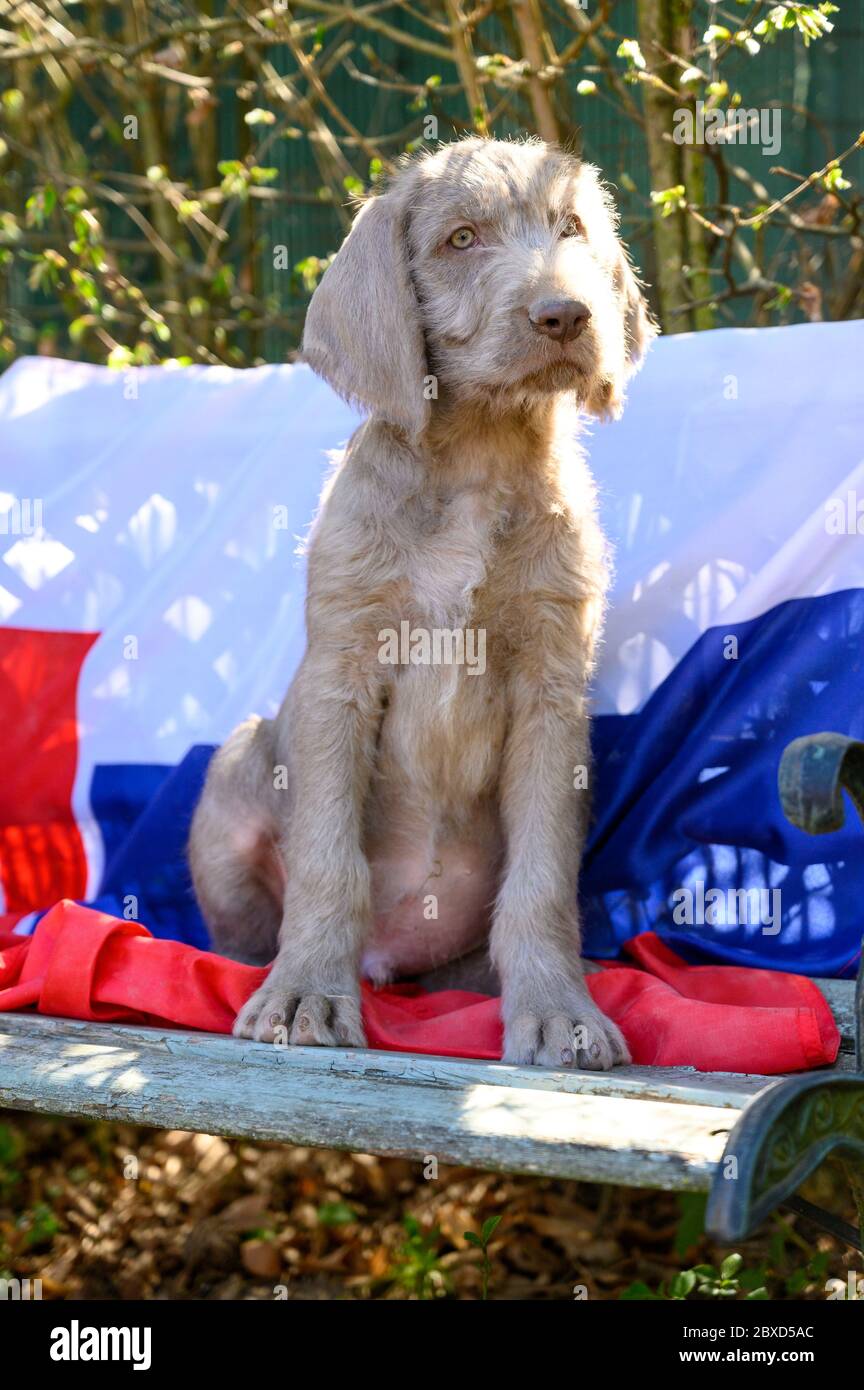 Grey-haired puppy with the Slovak flag. The puppy is of the breed ...