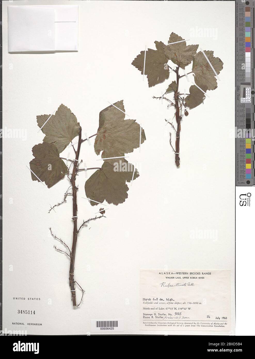 Ribes triste Pall Ribes triste Pall Stock Photo - Alamy