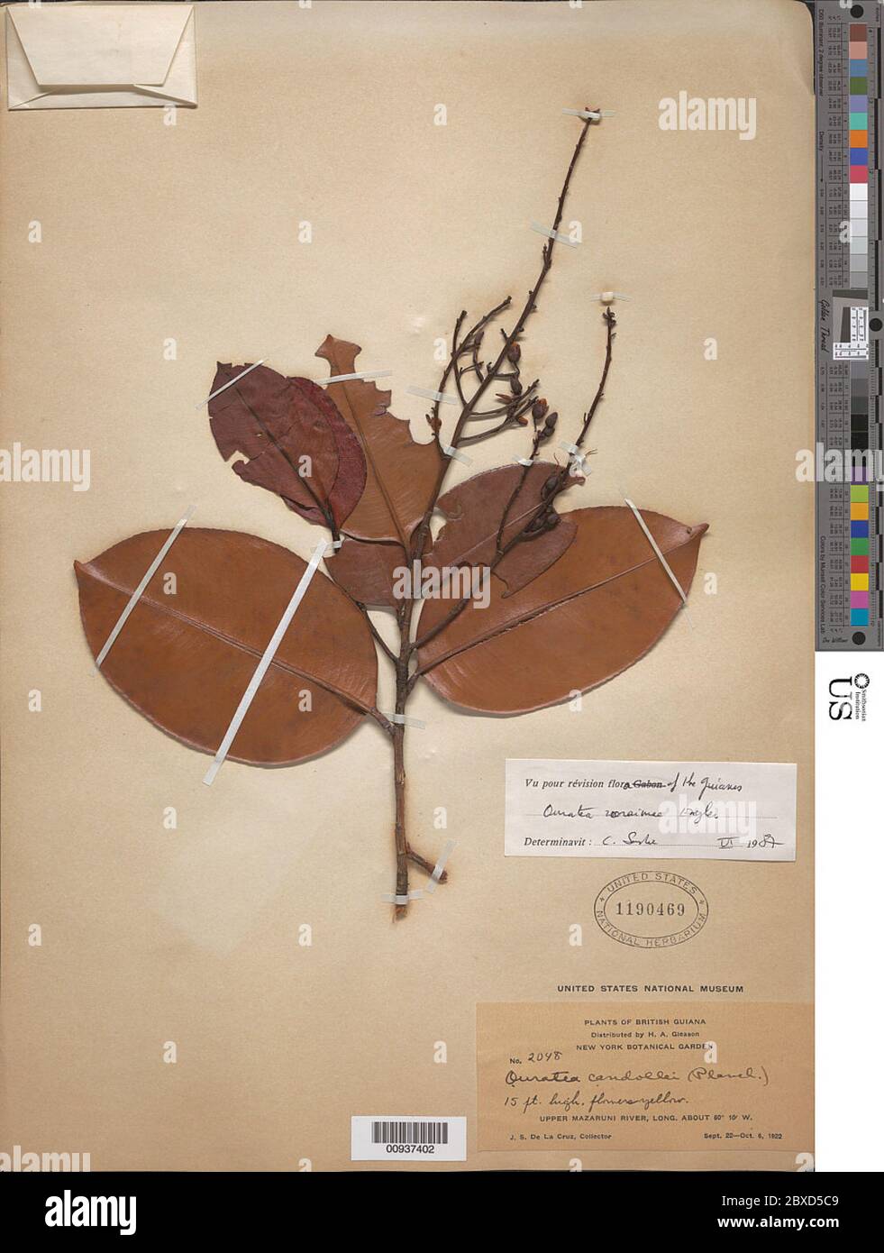 Ouratea hi-res stock photography and images - Alamy