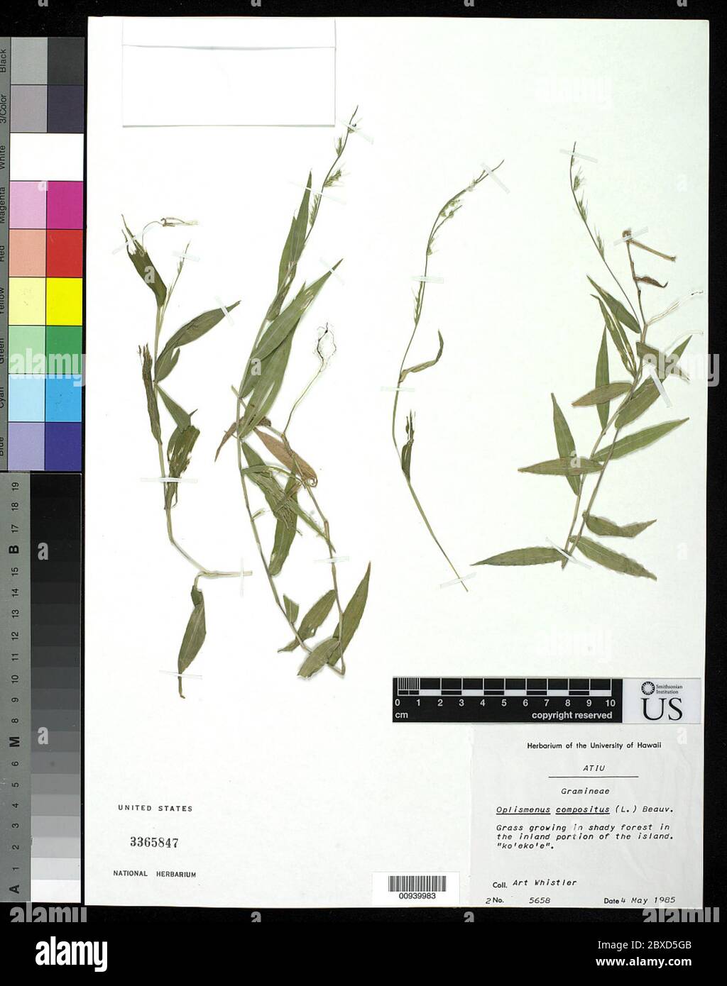 Oplismenus hi-res stock photography and images - Alamy