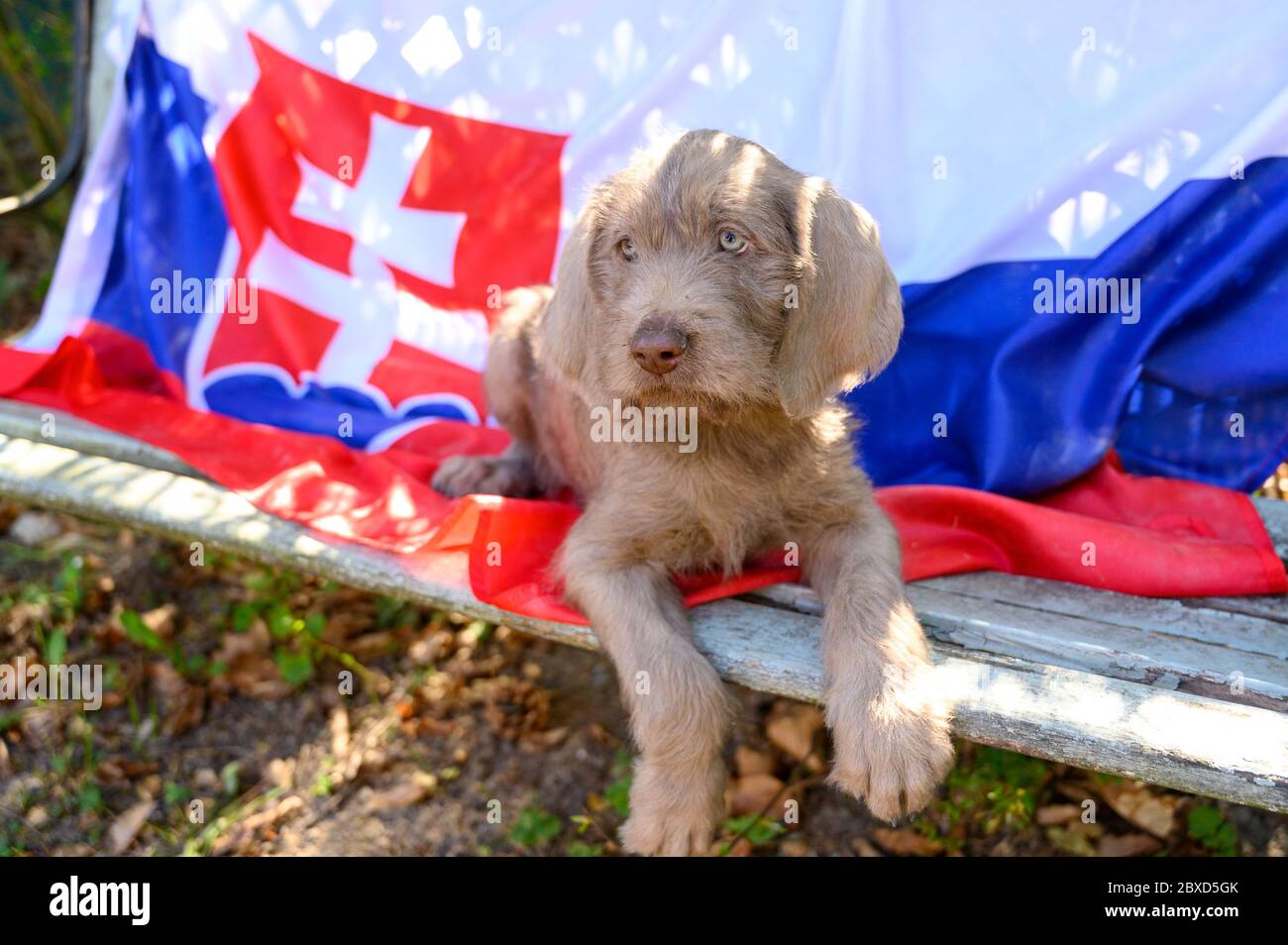 Grey-haired puppy with the Slovak flag. The puppy is of the breed ...
