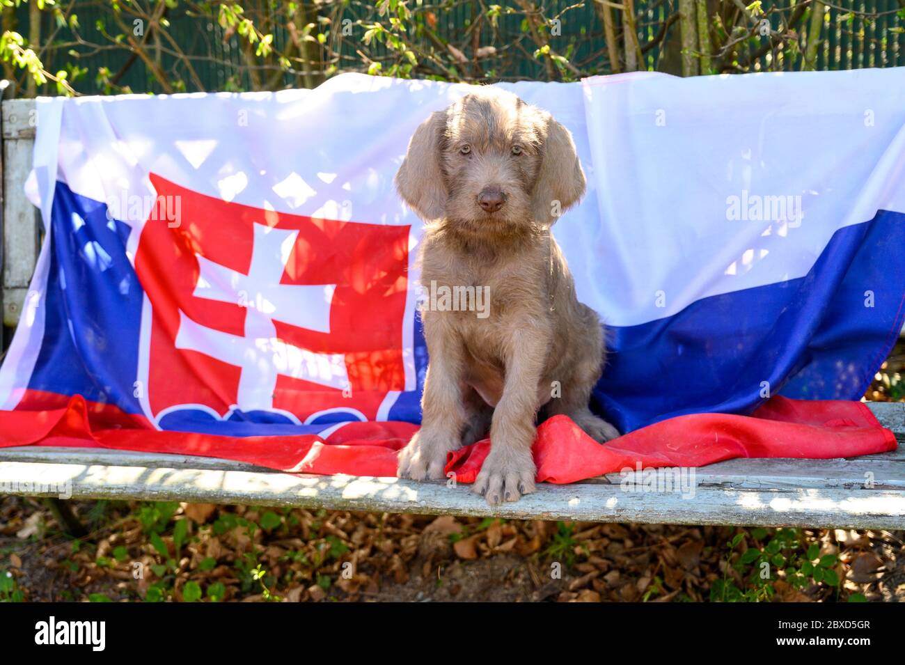 Are Slovak Rough Haired Pointer Aggressive
