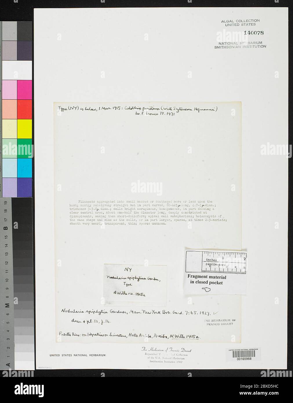 Nodularia hi-res stock photography and images - Alamy