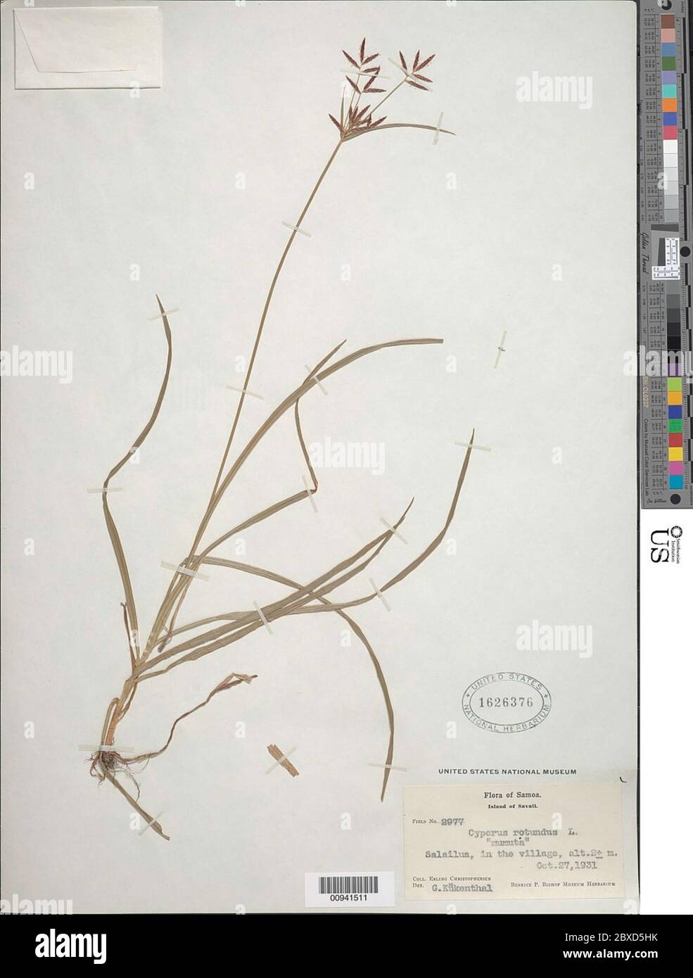 Cyperus rotundus L Cyperus rotundus L Stock Photo - Alamy