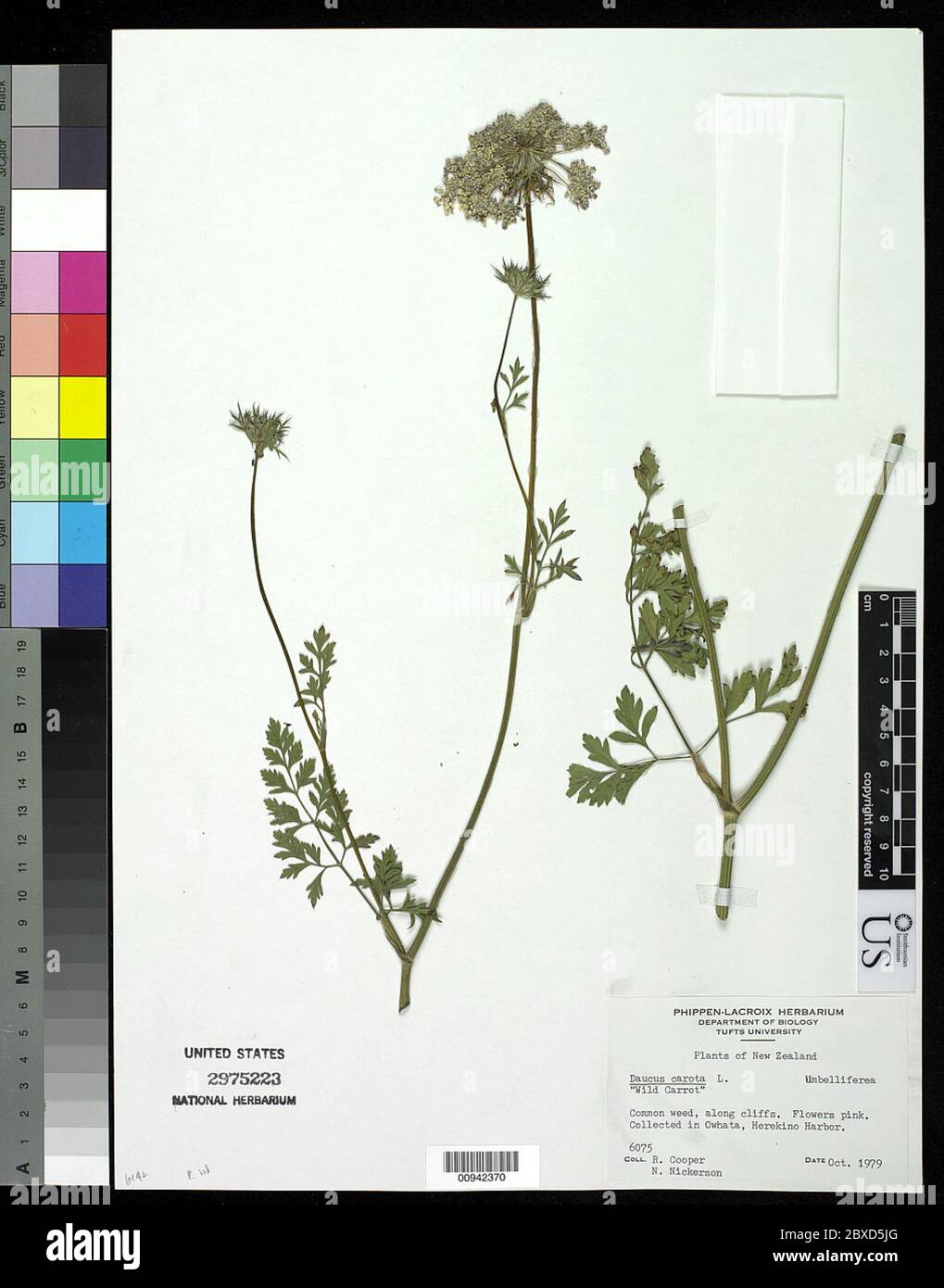 Daucus carota l hi-res stock photography and images - Alamy