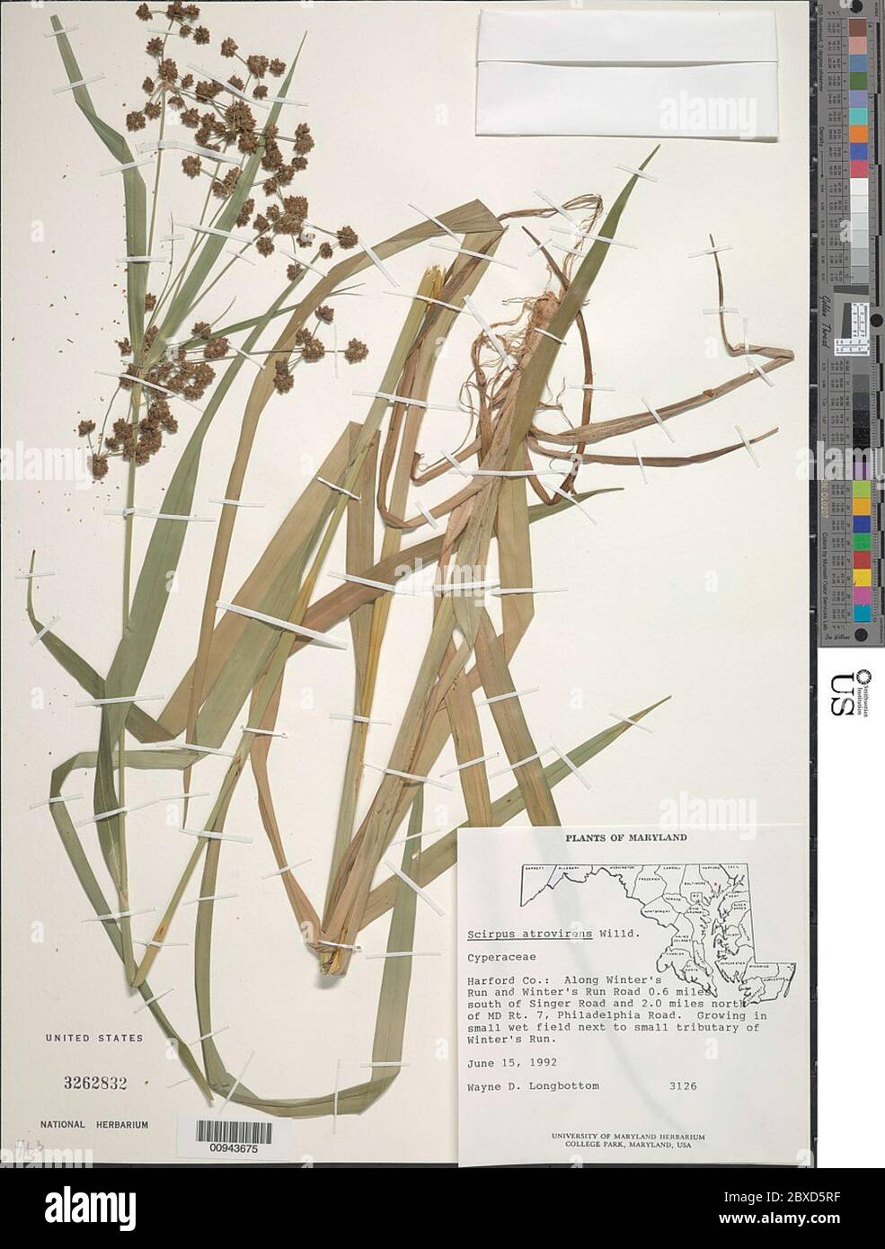Scirpus atrovirens Willd Scirpus atrovirens Willd Stock Photo - Alamy